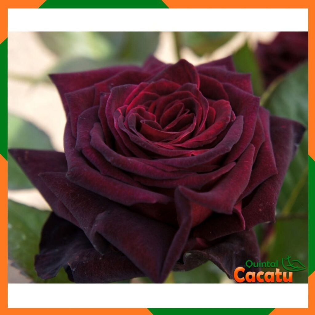 Roseira Príncipe Negro - Quintal Cacatu